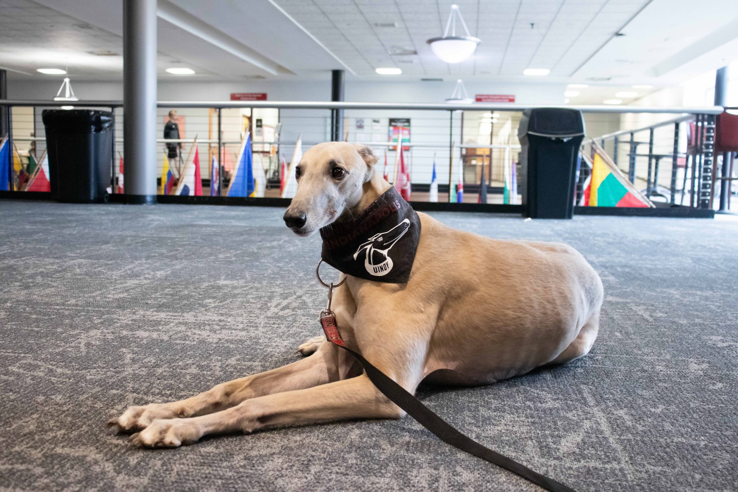 Celebrating 5 years with Grady the Greyhound – The Reflector